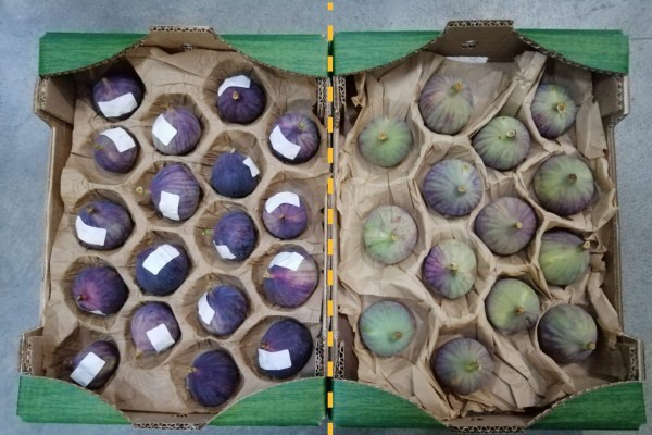 “Trials have shown we can store figs for 28 days with our technology ...