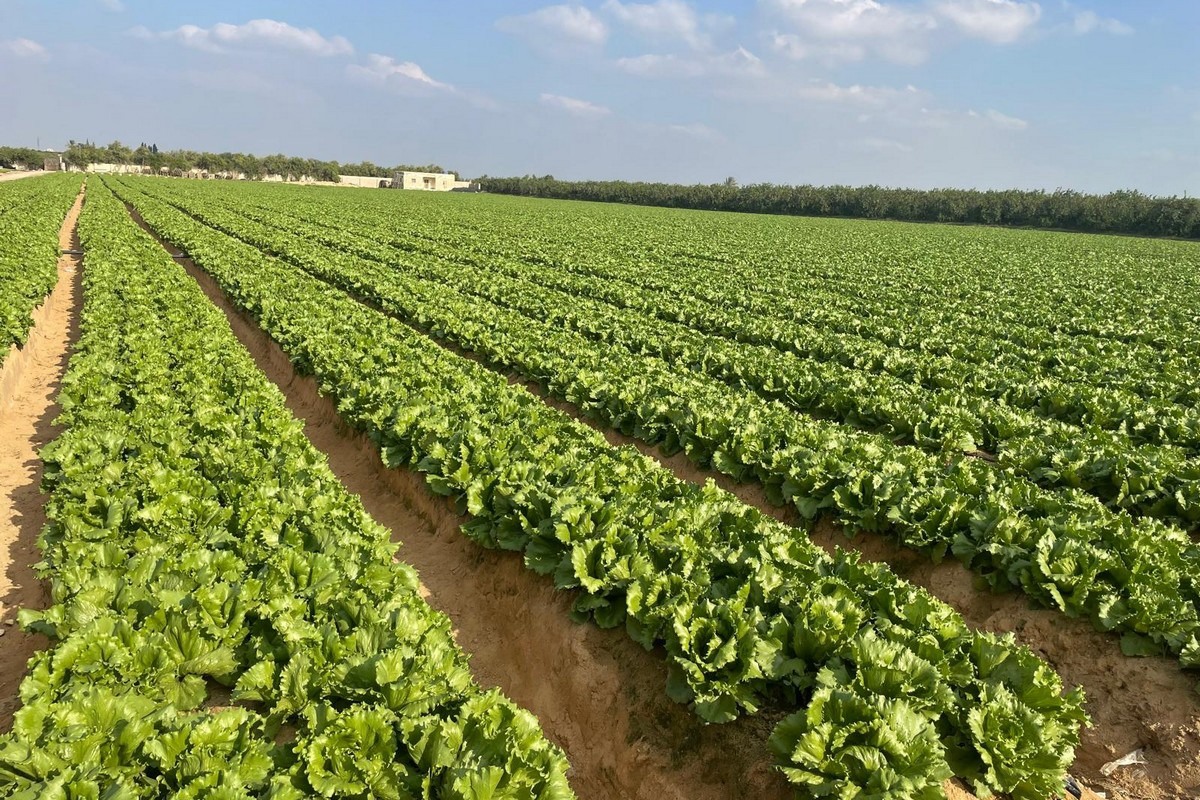 "We're adding lettuce from Egypt to our portfolio"