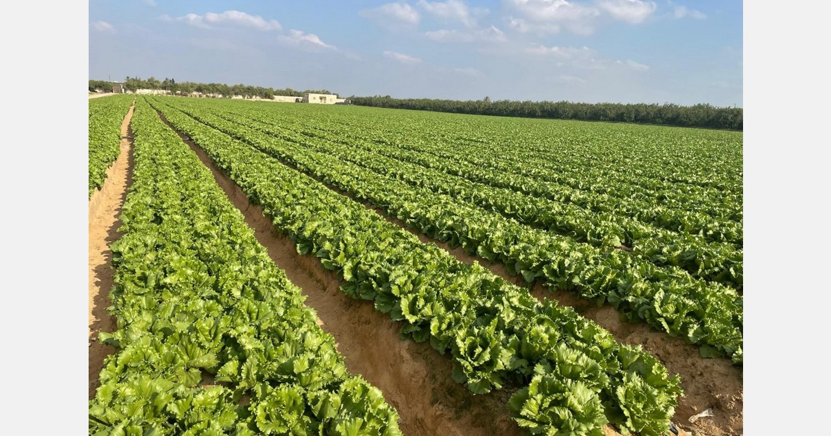 "We're adding lettuce from Egypt to our portfolio"