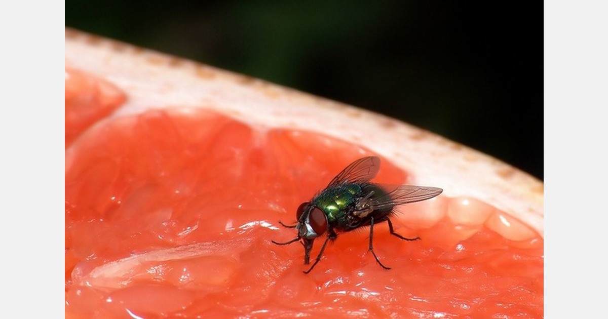 Dominican Republic eradicates Mediterranean fruit fly with sterile ...