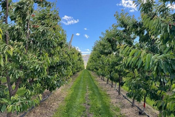 Agrovision expands into cherry cultivation in Chile