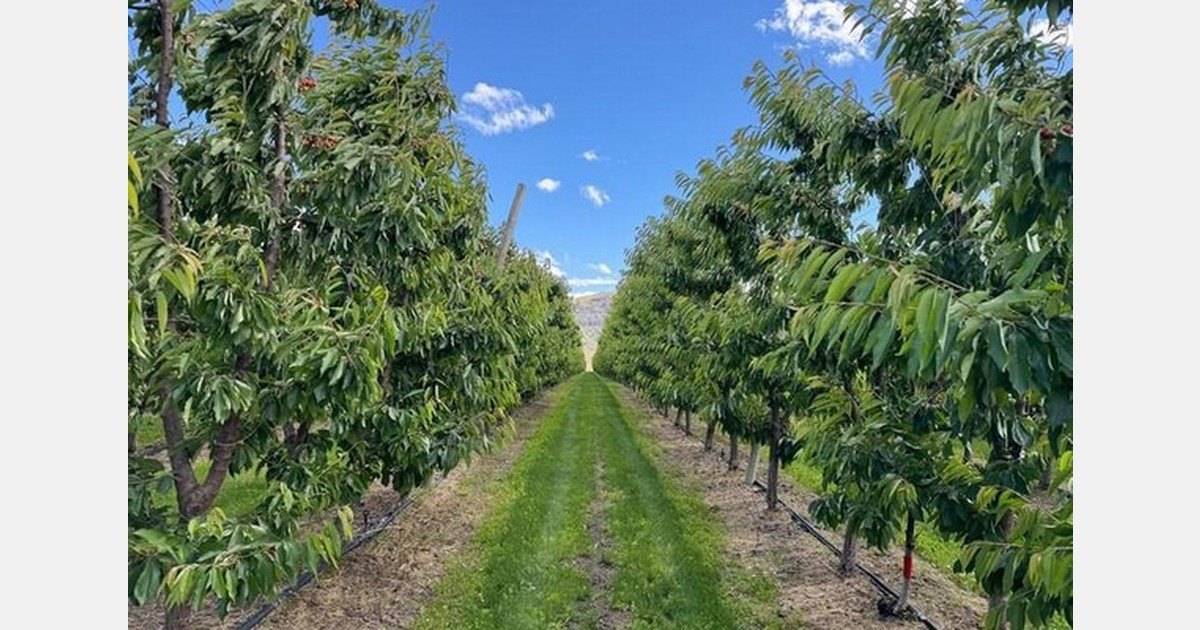 Agrovision expands into cherry cultivation in Chile