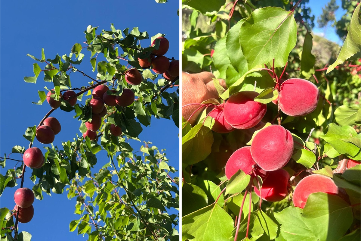 A full red apricot possible for all South African apricot farms