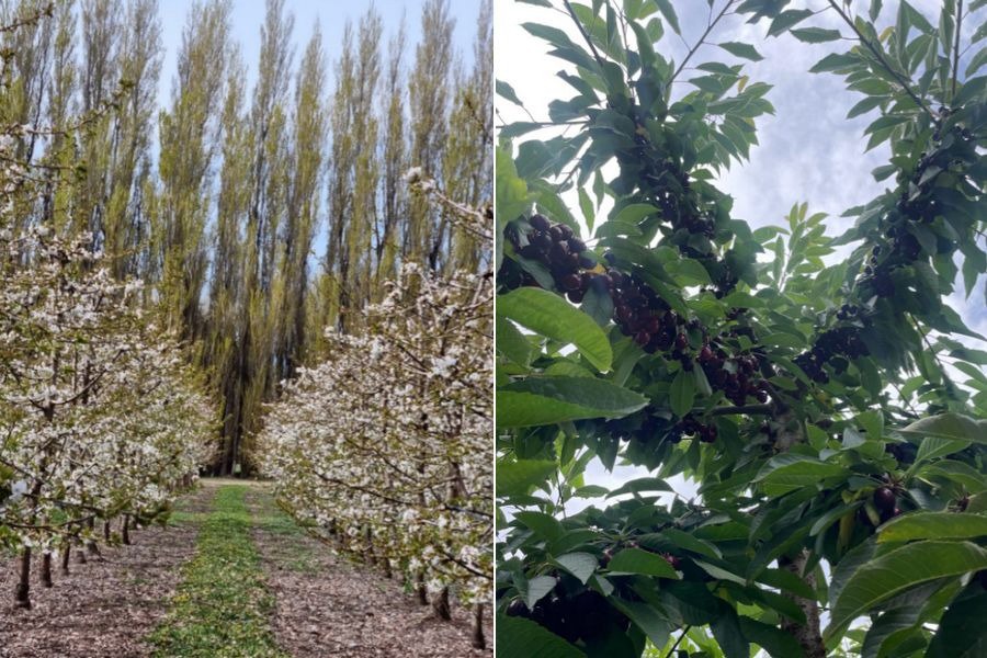 Chilean cherry crop more manageable after downward adjustment