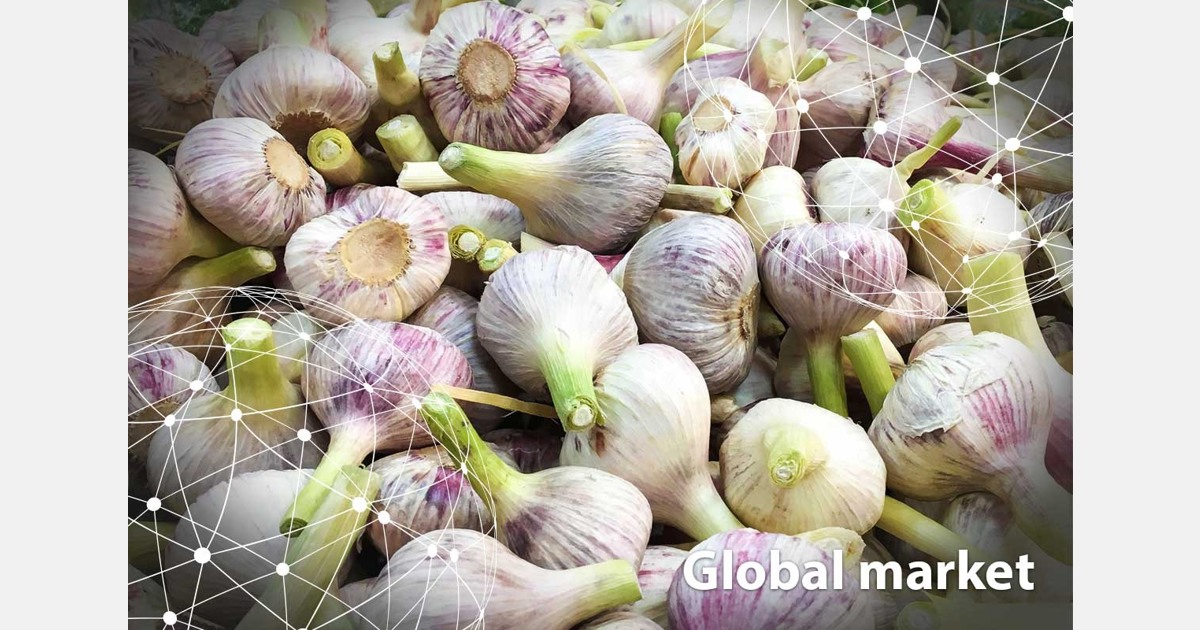 GLOBAL MARKET OVERVIEW GARLIC