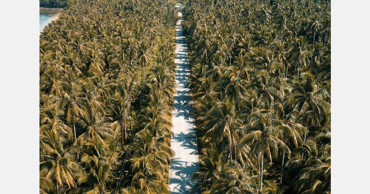 Philippine coconut production stagnates as replanting efforts aim for ...