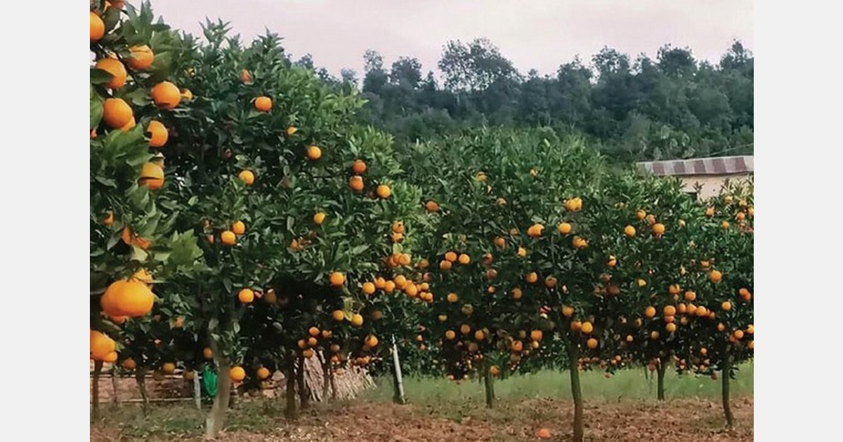 Sweet orange farming thrives in Nepal's Ramechhap Junar Zone with ...