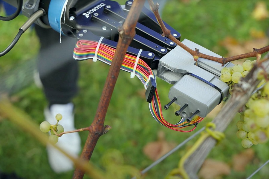 AI-powered grape-harvesting robot debuts at Essex vineyard