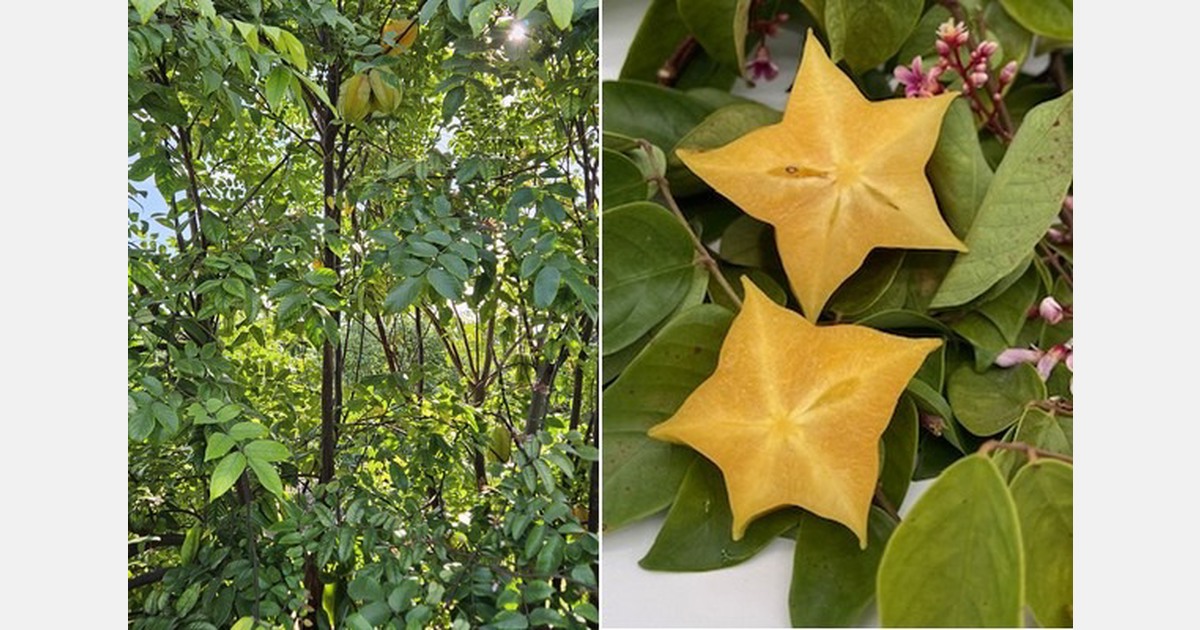Strong volume of Florida star fruit