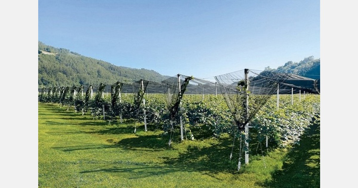 Multifunctional orchard covers enhance crop growth and protection