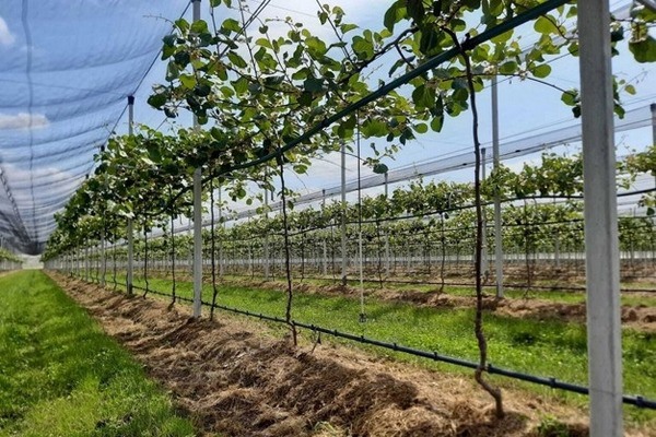 Multifunctional orchard covers enhance crop growth and protection