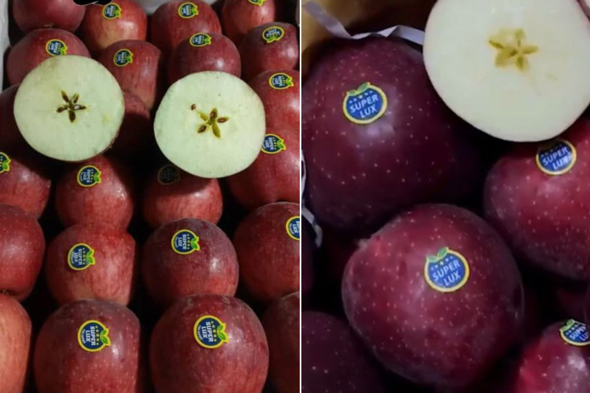 Iranian apples find good demand in India and the UAE