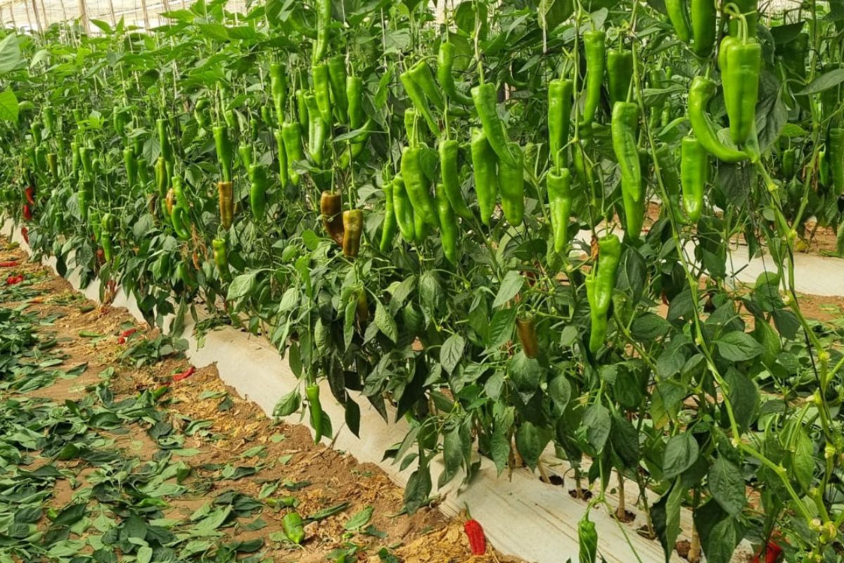 Cold weather in Morocco cuts pepper yields