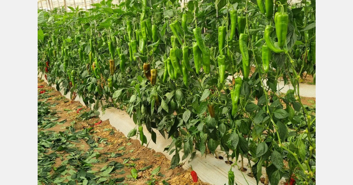 Cold weather in Morocco cuts pepper yields