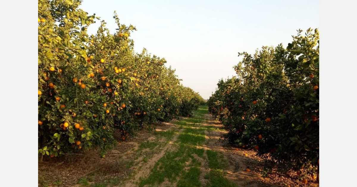 How lower export subsidies will impact the Egyptian citrus season