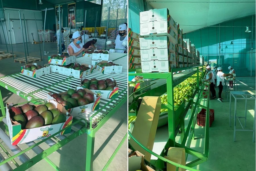 Early start for numerous mango growing regions