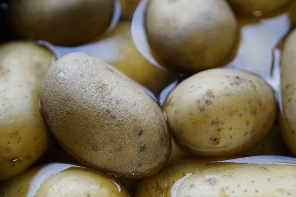 New Zealand explores advanced potato breeding techniques for ...