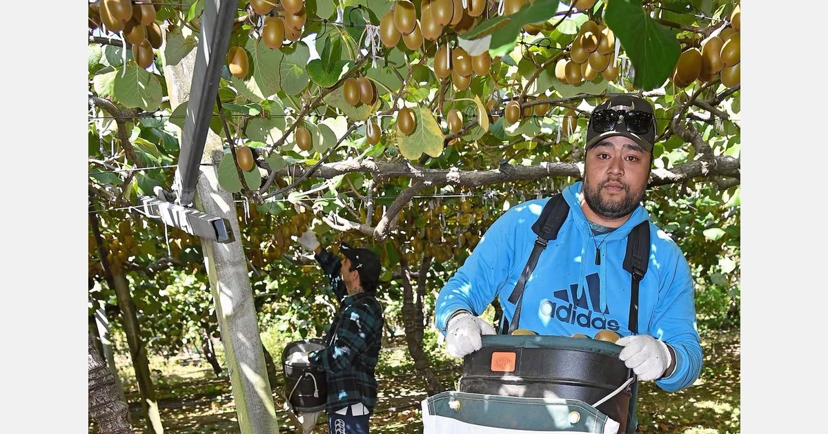 New Zealand's kiwifruit season ahead of schedule with optimal spring conditions