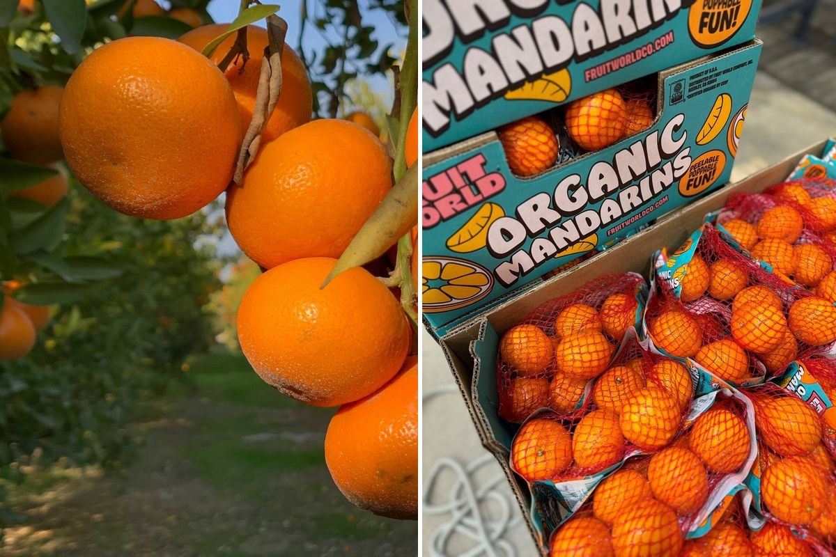 High brix levels for California organic mandarins
