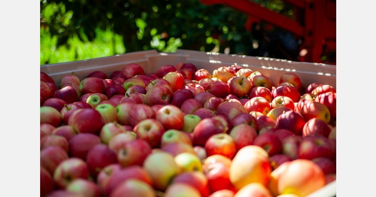 The challenges of growing consumption on core–and new–apple varieties