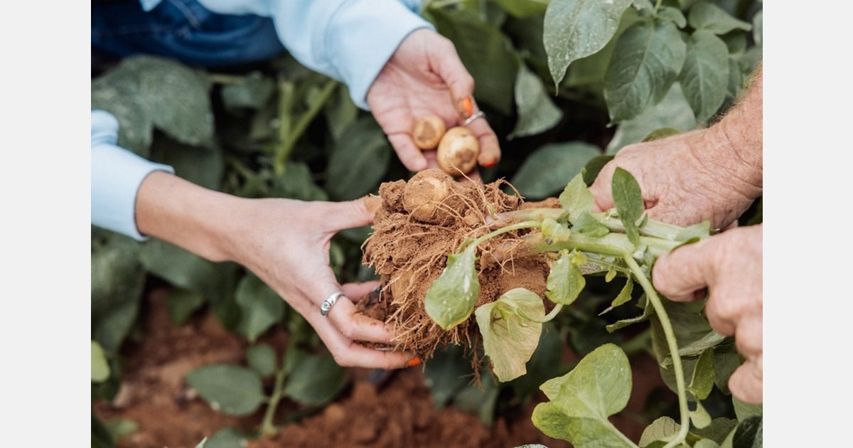 PoLoPo scales up egg protein production with genetically modified potatoes