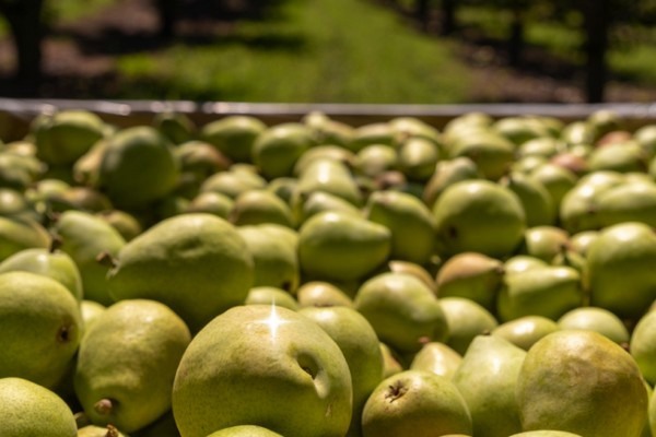 The challenges in managing the 2024-2025 domestic pear supply