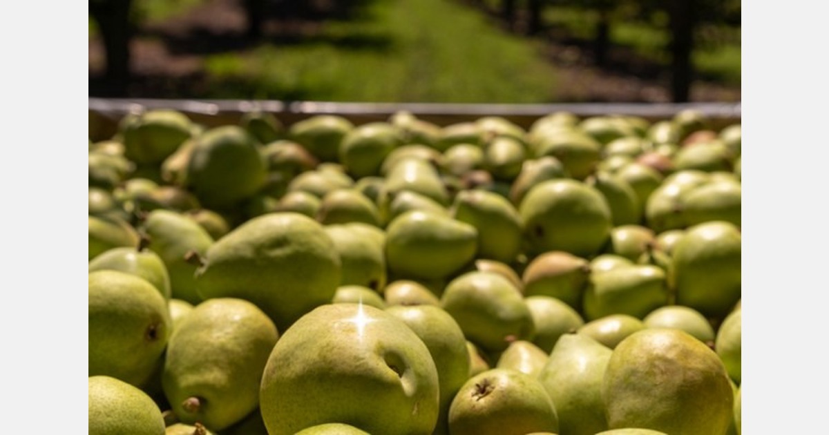 The challenges in managing the 2024-2025 domestic pear supply