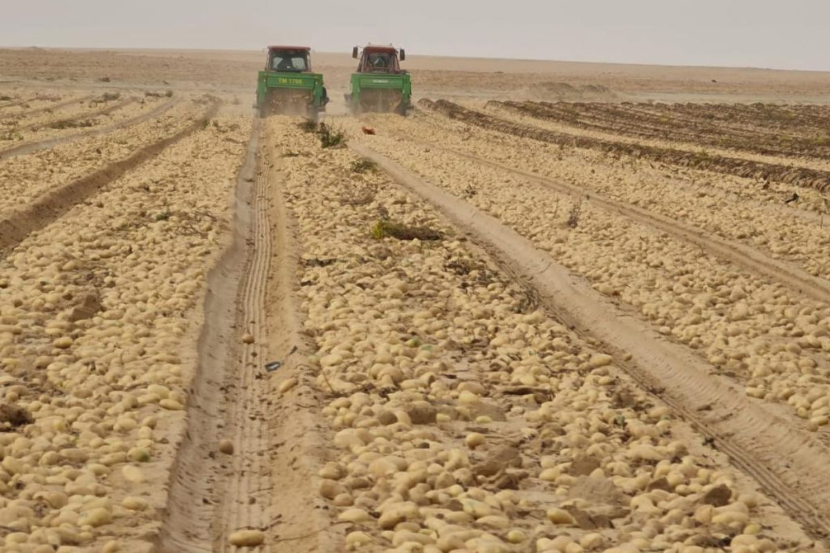 First Egyptian potato harvest expected in mid-January