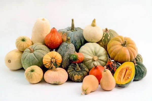 Egypt focuses on preserving indigenous pumpkin varieties for food security