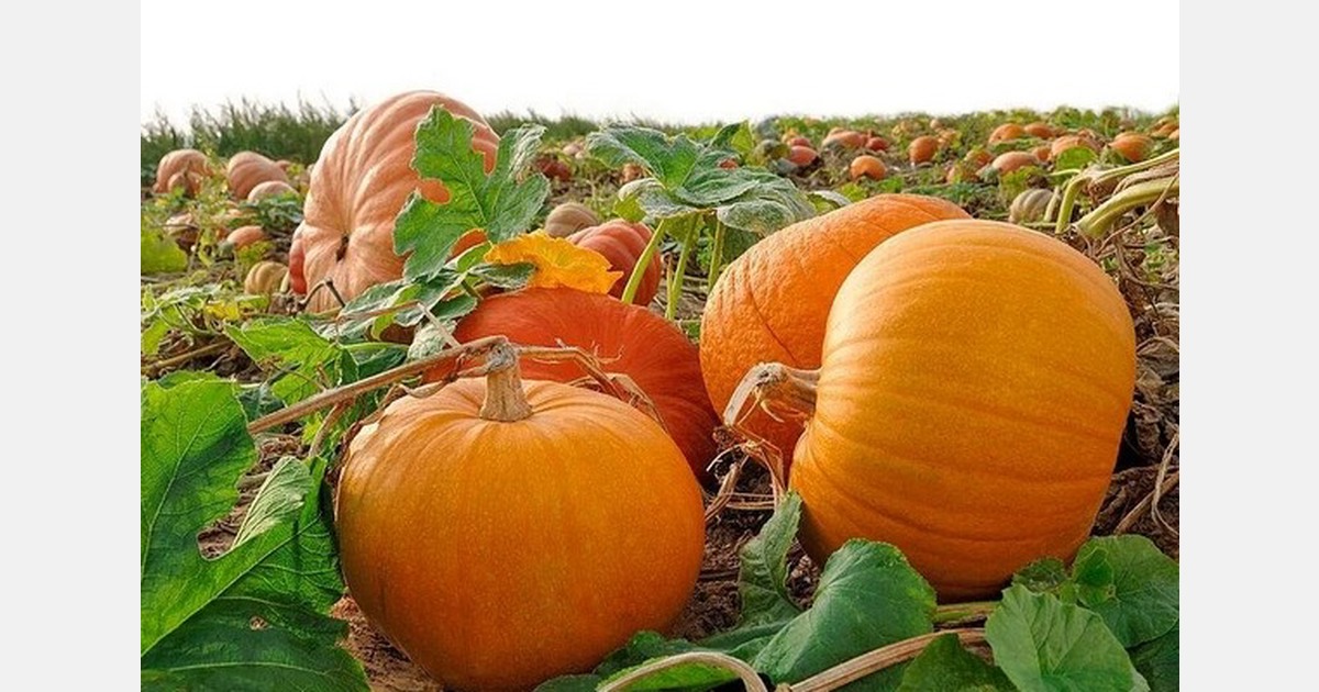 Egypt focuses on preserving indigenous pumpkin varieties for food security