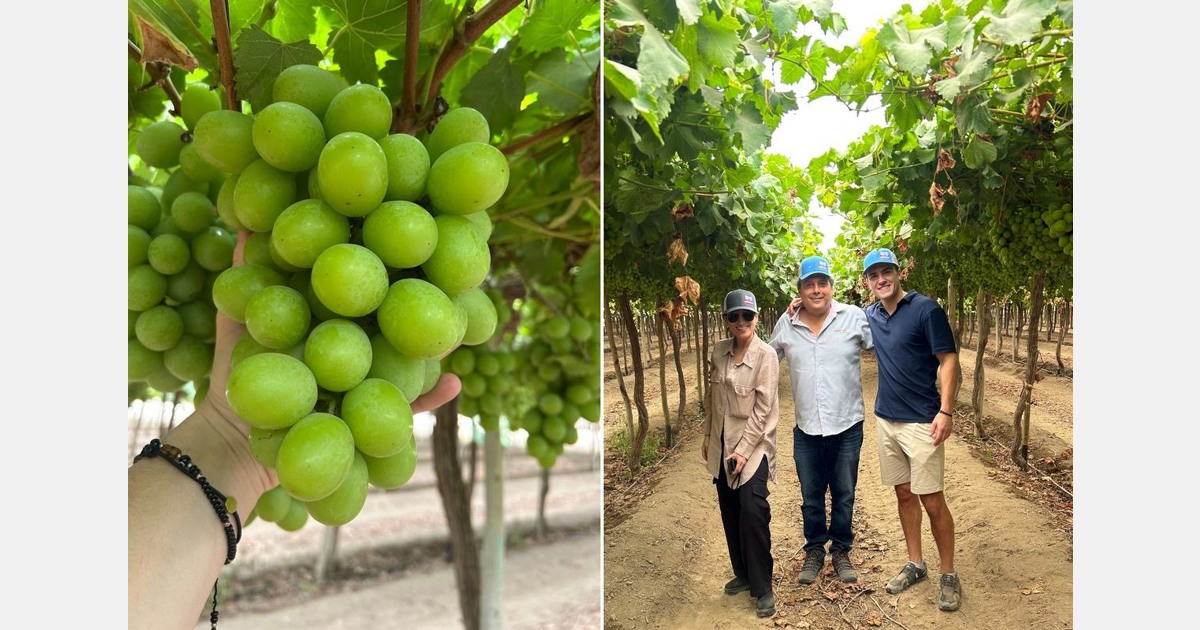 South American grapes respond to changing demand