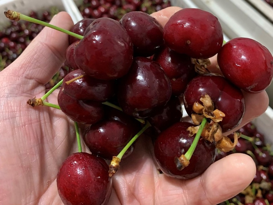 “This season will signify the single largest Chilean cherry volume ever ...