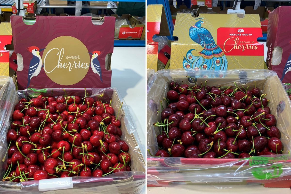 “This season will signify the single largest Chilean cherry volume ever shipped into the U.S.”