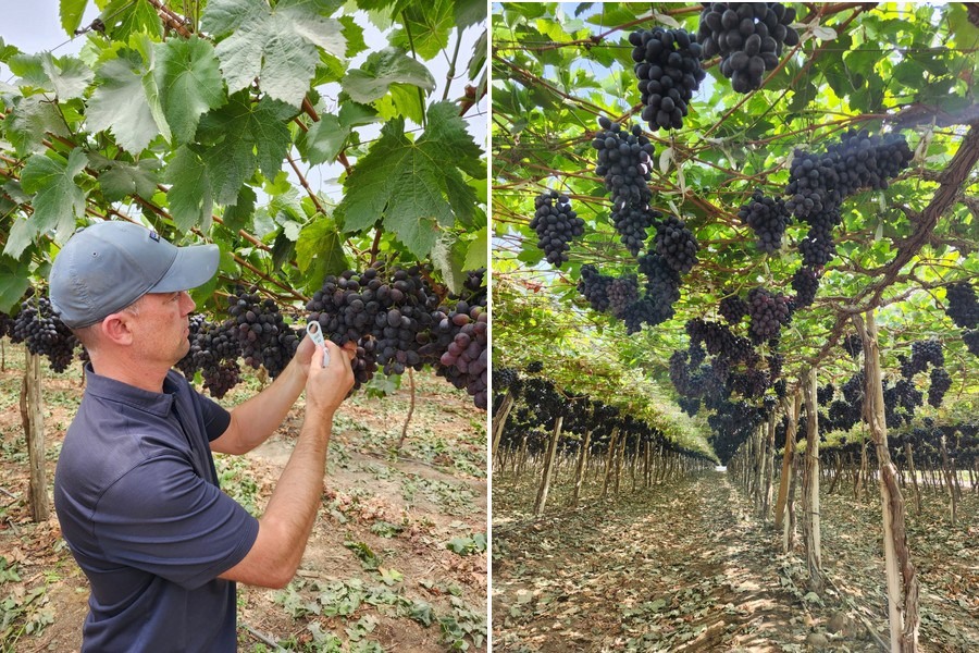 Tight grape supply could last until the end of January