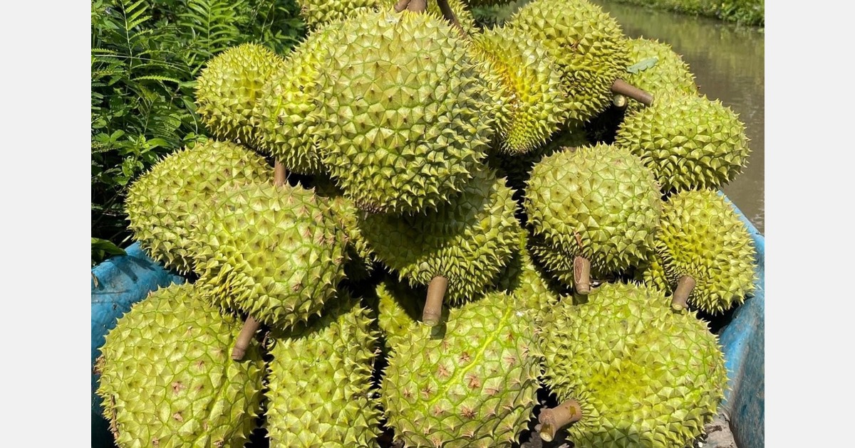 EU doubles inspections on Vietnamese durians over pesticide residue ...