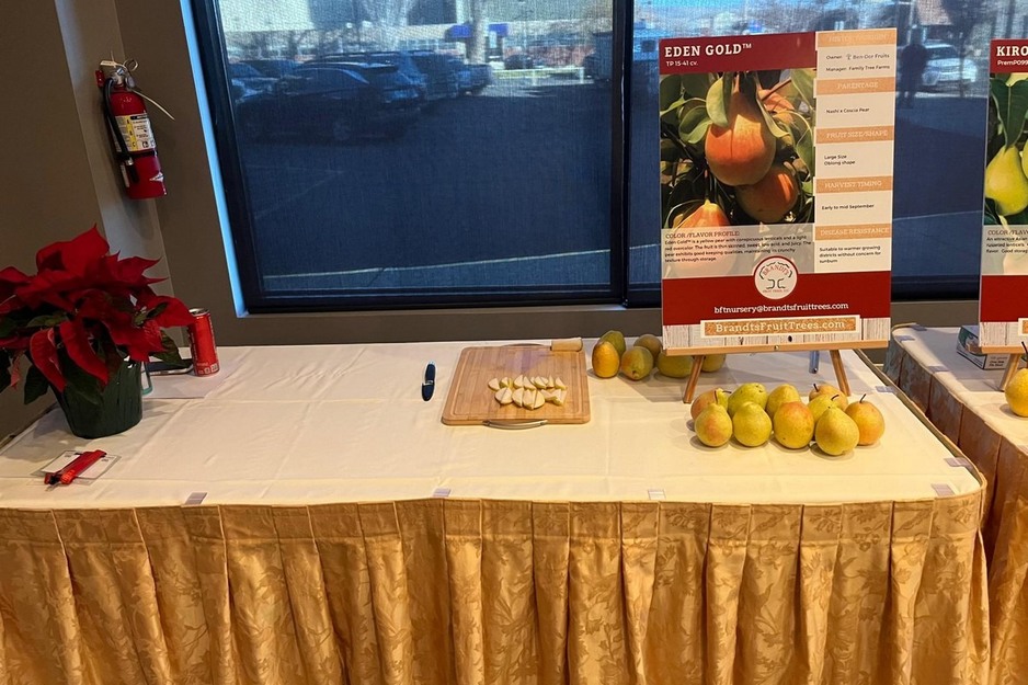 Pear growers around the world hoping to strike gold with Eden Gold variety