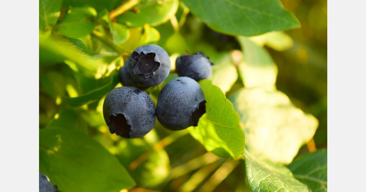 Blueberry council awarded $1.5 million to further develop export market ...