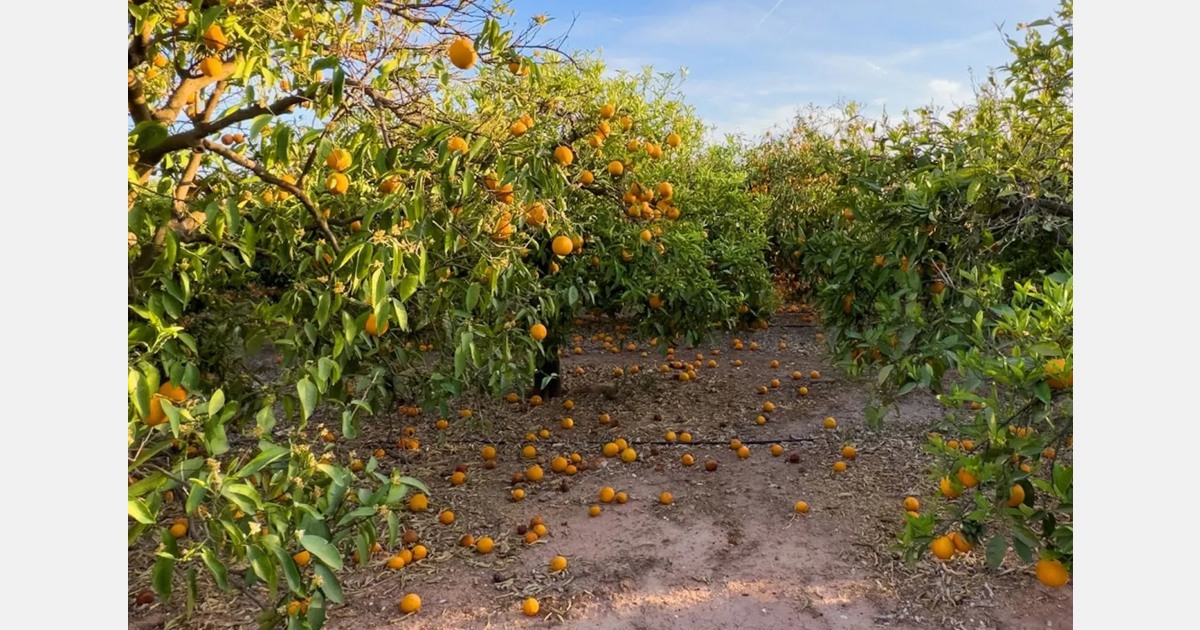 oranges growing climate