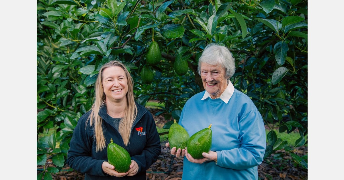 Jala avocado: Queensland's giant fruit set for national launch in 2025