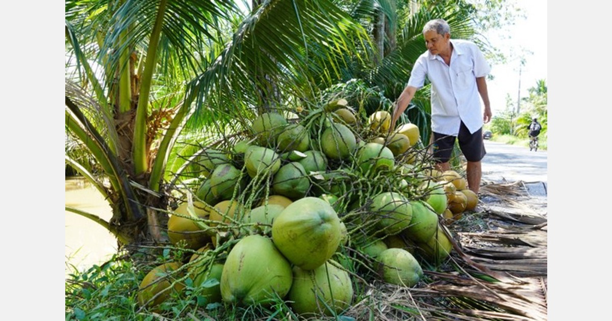 Vietnam's coconut sector nears billion-dollar export milestone