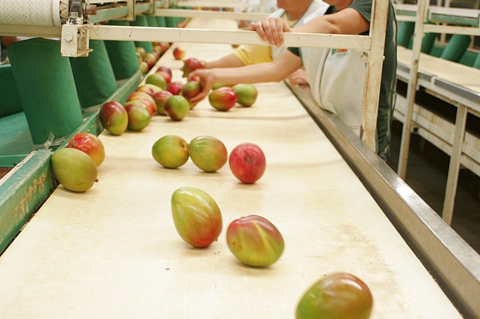 Peruvian mango supply improved over last season