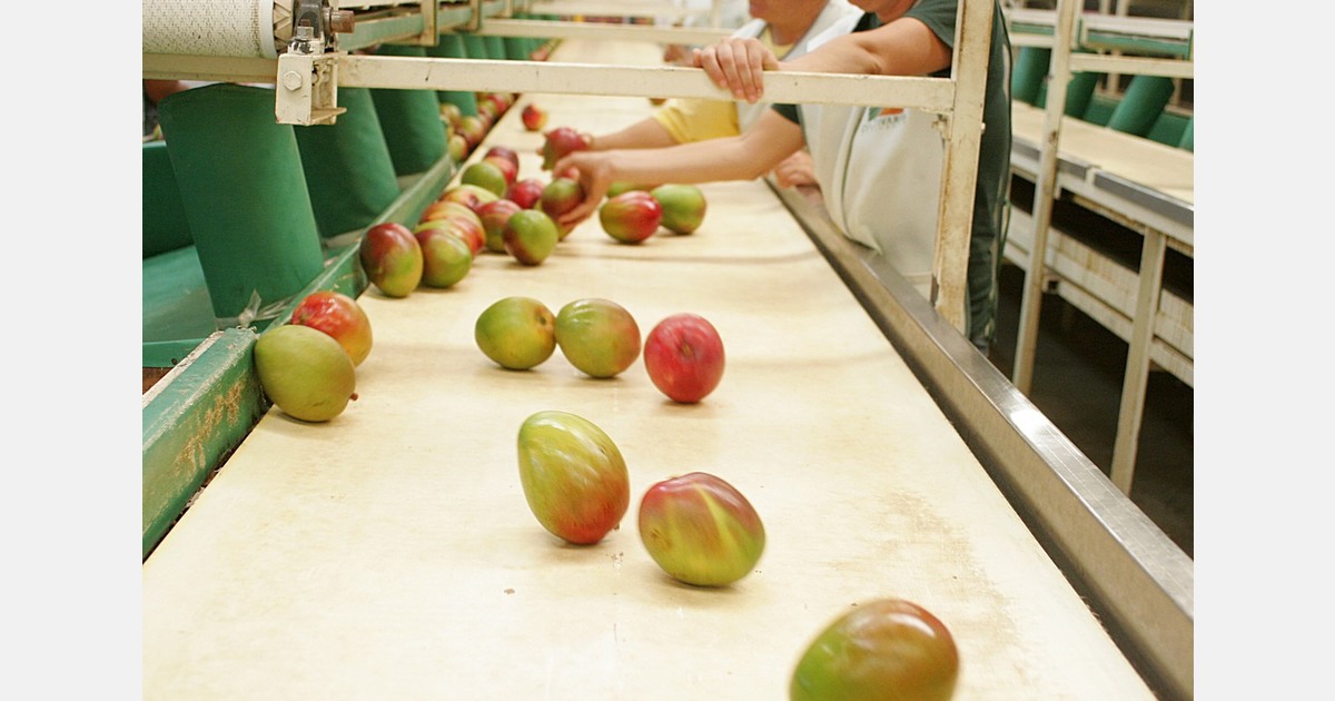 Peruvian mango supply improved over last season
