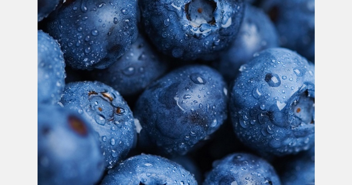 Organic blueberries in high supply