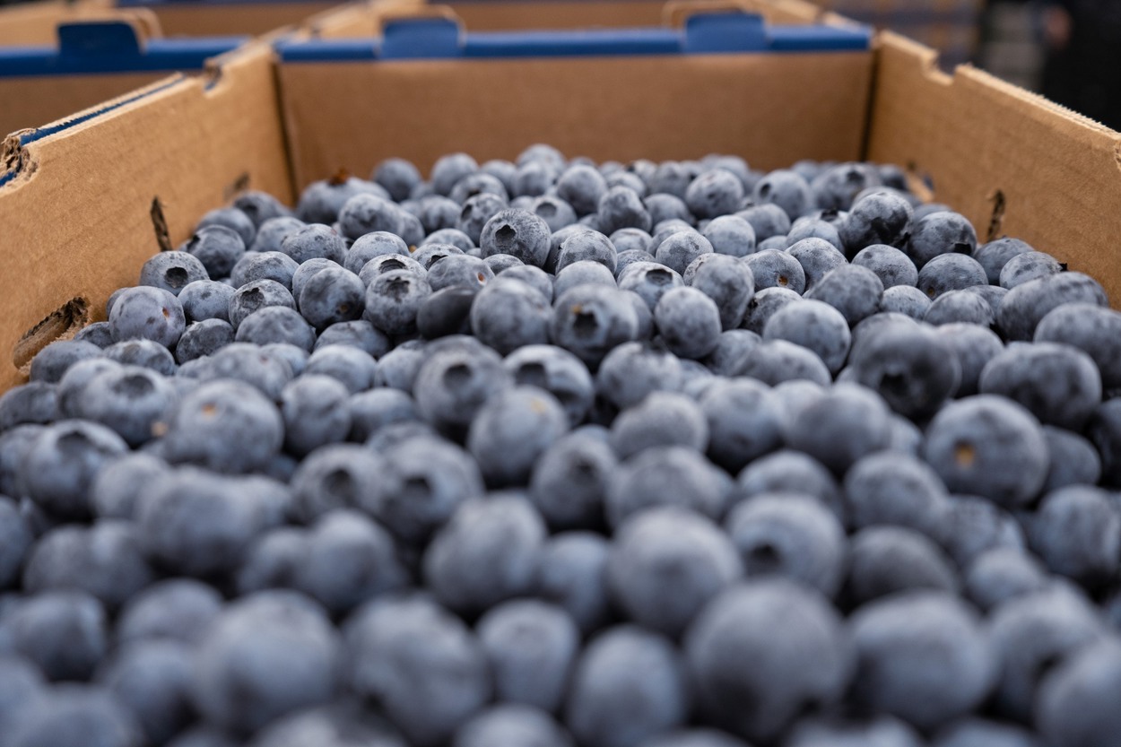 “More calm and fewer hands on the blueberry line”