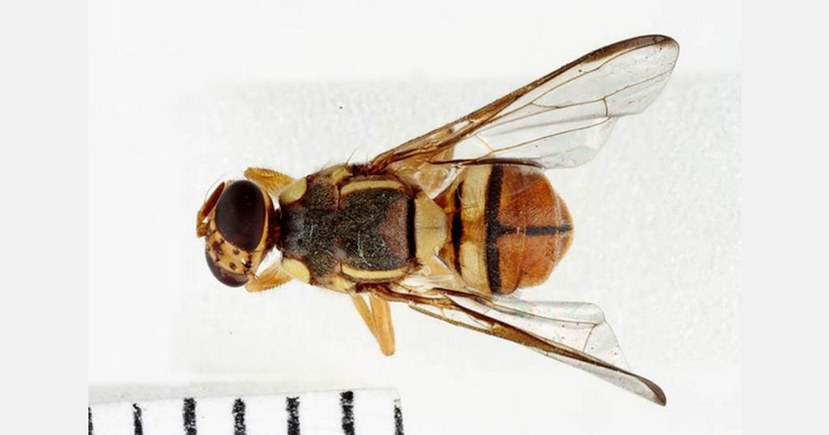 Biosecurity New Zealand enforces controls in Papatoetoe after Oriental ...