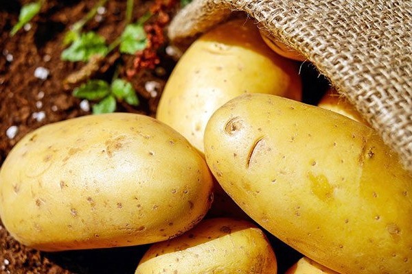 South Africa's potato production yields 250 million 10kg bags annually ...