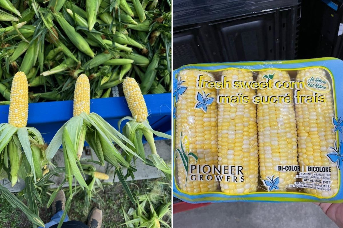 Strong demand for Florida grown packaged sweet corn