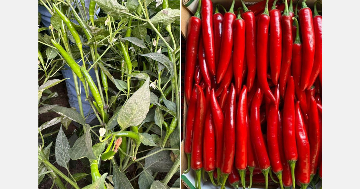 Egypt gains ground in the European chili peppers market
