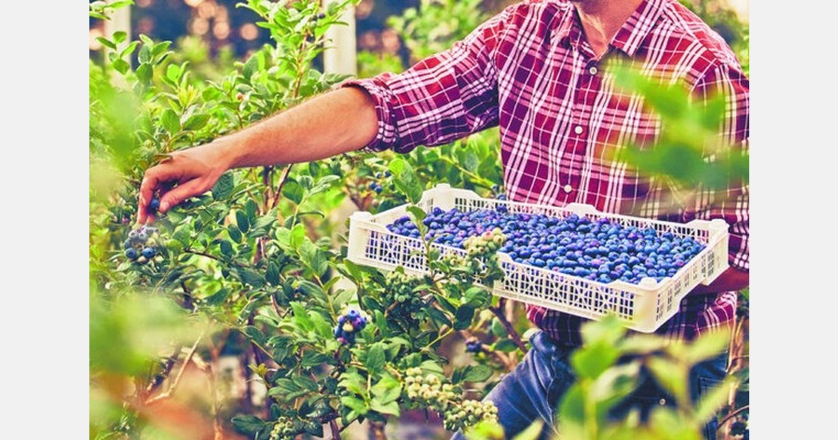 Mexican berry industry faces production and export declines amid challenges