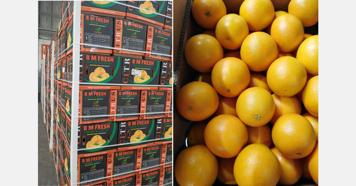 Egyptian orange exports expected to pick up by the end of January